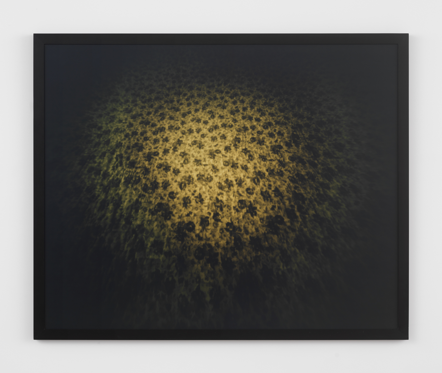 Magenta Plains | Barbara Ess